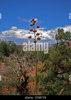 Desert Agave also known as a Century plant found in the foothills of ...