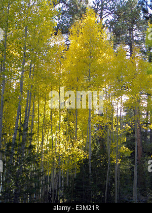 The Inner Basin in Coconino National Forest offers stunning views of ...