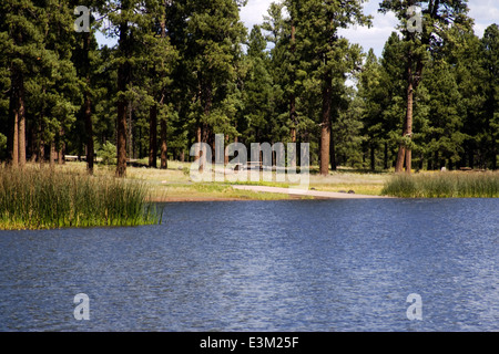 White Horse Lake Campground in the Williams Ranger District, Kaibab National Forest, offers ...