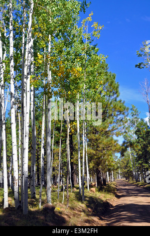 The autumn aspen trees are turning vibrant colors in the valley along ...