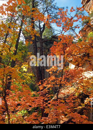 The vibrant fall colors of Coconino National Forest are visible from ...