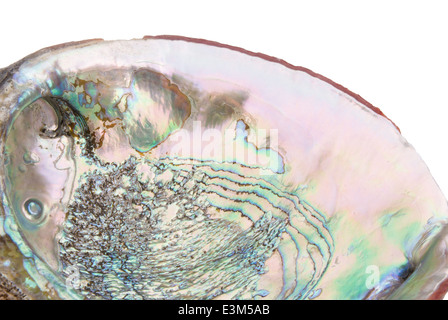 shiny iridescent inside shell of abalone mollusk Stock Photo - Alamy