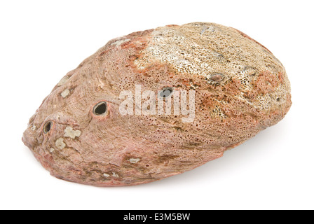 abalone shell outside with clipping path Stock Photo - Alamy