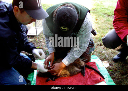 Telemetry technology is used to track wildlife movements in a national ...