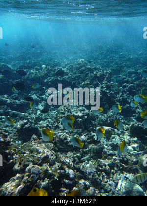 Tern Island French Frigate Shoals, Hawaiian Island NWR, Hawaii Stock ...