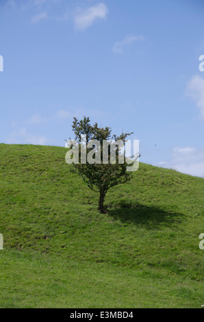 A lone bush on the hillside Stock Photo - Alamy
