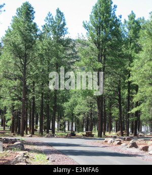 Kaibab Lake Campground, located in the Williams Ranger District of the Kaibab National Forest ...
