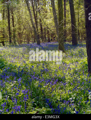 English bluebells in Gamlingay Wood Cambridgeshire Stock Photo - Alamy
