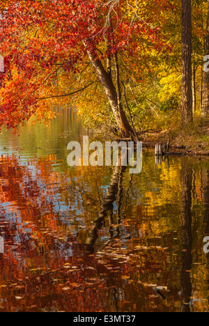 Beautiful Autumn trees reflecting in river Stock Photo - Alamy