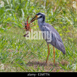 Yellow-Crowned Night Heron Stock Photo - Alamy