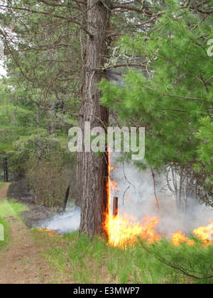 The Back Fire in Michigan's Upper Peninsula occurred near Pine Creek in ...