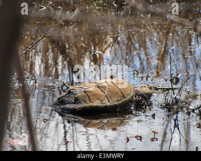 A snapping turtle, observed in a national park, is an important species ...