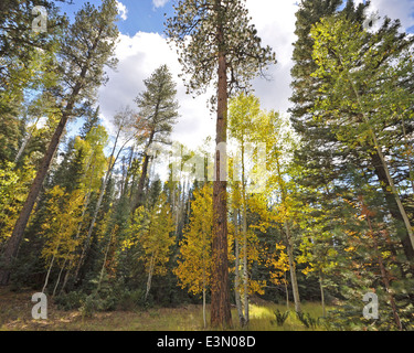 The North Kaibab Ranger District in the Kaibab National Forest is ...