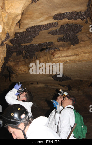 The Indiana bat (Myotis sodalis) is an endangered species protected ...