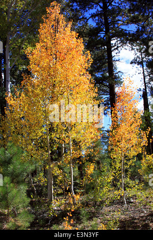 Kaibab National Forest meadow in fog at sunrise, Grand Canyon National ...