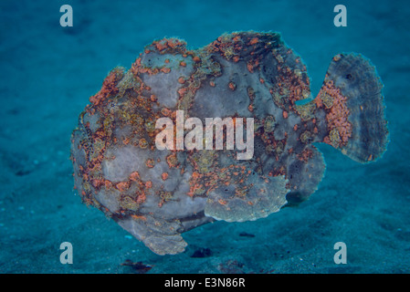 A Frogfish also known as Angler. This particular specimen was seen in ...