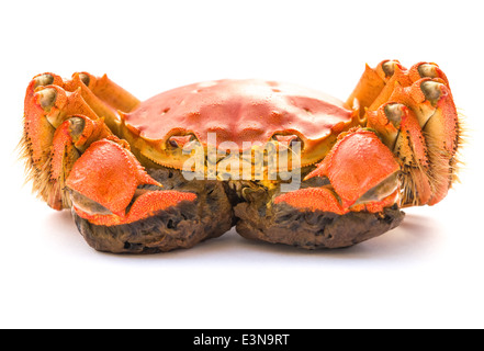 front view cooked crab on a white background Stock Photo - Alamy