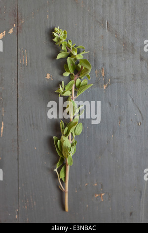 Directly above shot of fresh oregano on table Stock Photo - Alamy