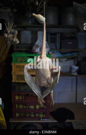 Goose meat hanging at a butcher's shop, Qingdao, Shandong Province ...
