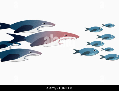 A small fish chasing sharks over white background Stock Photo - Alamy