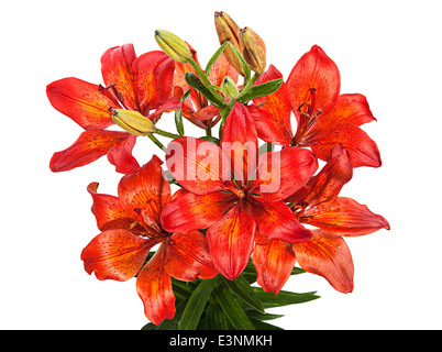 Red lilly flower closeup isolated on black Stock Photo - Alamy