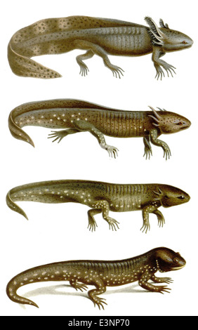 Ambystoma mavortium, commonly known as the tiger salamander, is a large ...