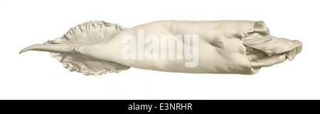 Architeuthis physeteris, the giant squid, is a deep-ocean-dwelling ...