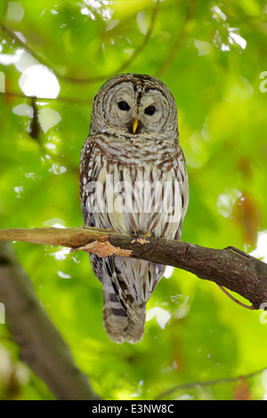 Adult female perched on a branch of acacia in Oued Jenna, Western ...