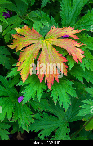Geranium Procurrens changing leaf color from green to red Stock Photo ...