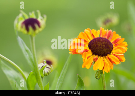 Sneezeweed, Helenium 'Sahin's Early Flowerer' in flower, one mature ...