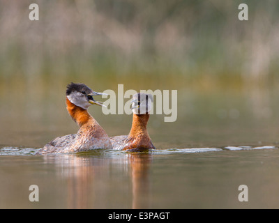 USA, Washington State. Red-necked Grebe (Podiceps grisegena) preening ...