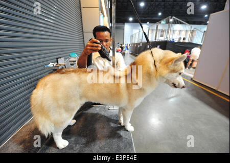 Bangkok, Thailand. 26th June, 2014. A man combs a dog's hair during the ...