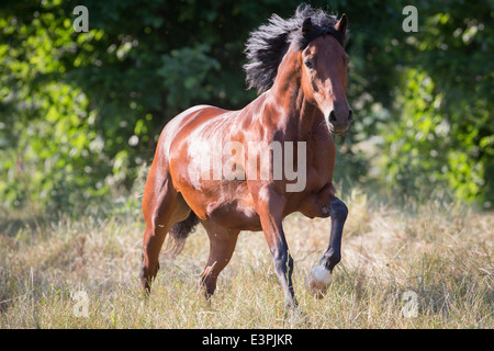 Welsh Cob Section D Bay mare galloping pasture Germany Stock Photo - Alamy