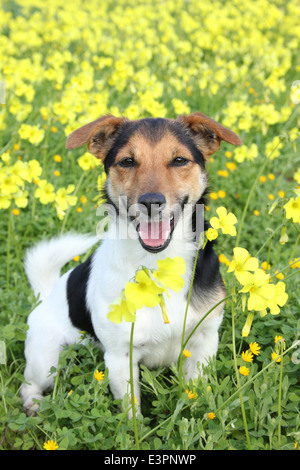 Jack Russell Terrier standing amidst yellow flowers Spain Stock Photo ...