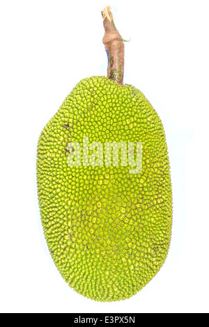 jackfruit isolated on white background Stock Photo - Alamy