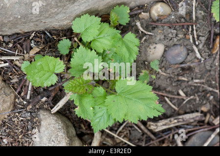 Bramble or blackberry seedlings, Rubus fruticosa, germinating in ...