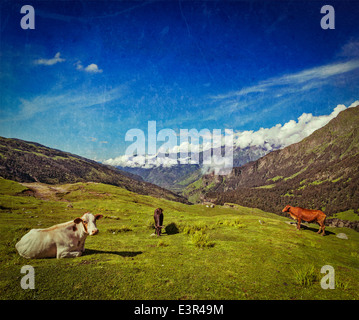 Cow grazing on the alpine meadow on a background of Oeschinen lake ...