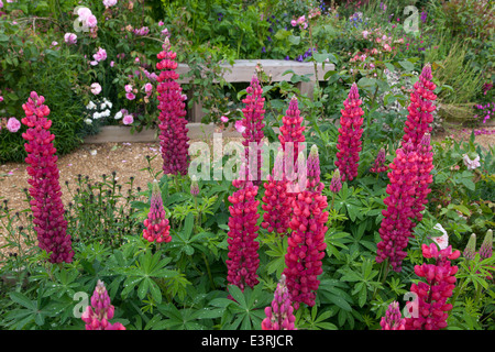 Lupin Red Rum in Perennial border Stock Photo - Alamy