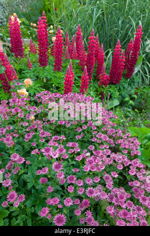 Lupin Red Rum in Perennial border Stock Photo - Alamy