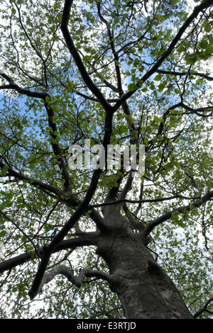 An American Sycamore Tree top view isolated on white background Stock ...