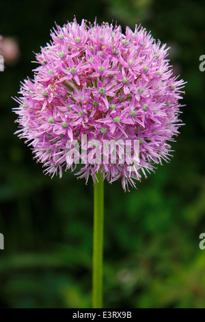 Close-up of flowering ornamental onion (Allium). High quality photo ...