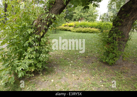 Two twisted trees in the local park Stock Photo - Alamy