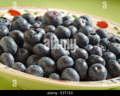 Close Up Of Fresh Ripe Blueberries In A Green Bush In Australia Stock ...