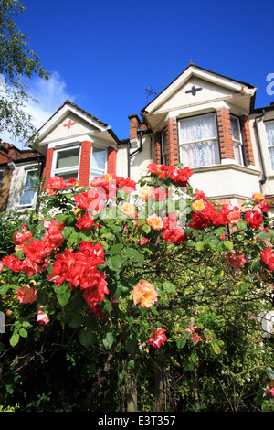 Beautiful London houses with red roses Stock Photo - Alamy
