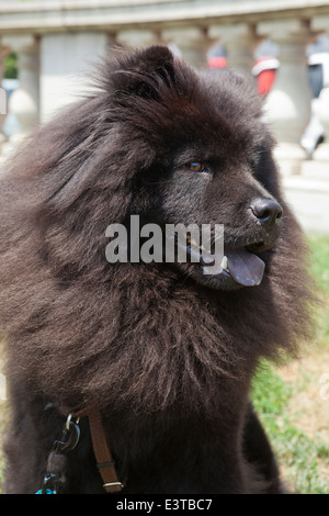 Dark brown coat Chow Chow dog on leash Stock Photo - Alamy