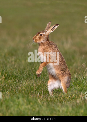 European brown hare standing upright Stock Photo - Alamy