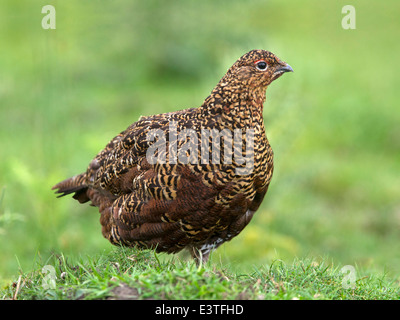 male red grouse Stock Photo - Alamy