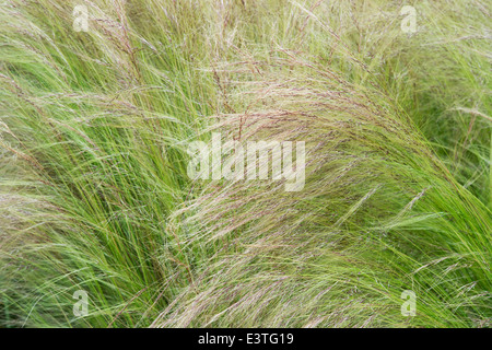 Stipa Tenuissima an evergreen ornamental grass plant commonly known as ...