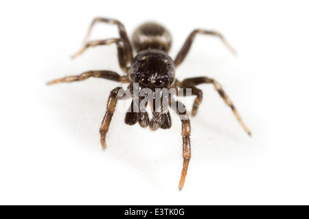 Male Salticus zebraneus spider, part of the family Salticidae - Jumping ...