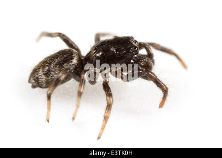 Male Salticus zebraneus spider, part of the family Salticidae - Jumping ...